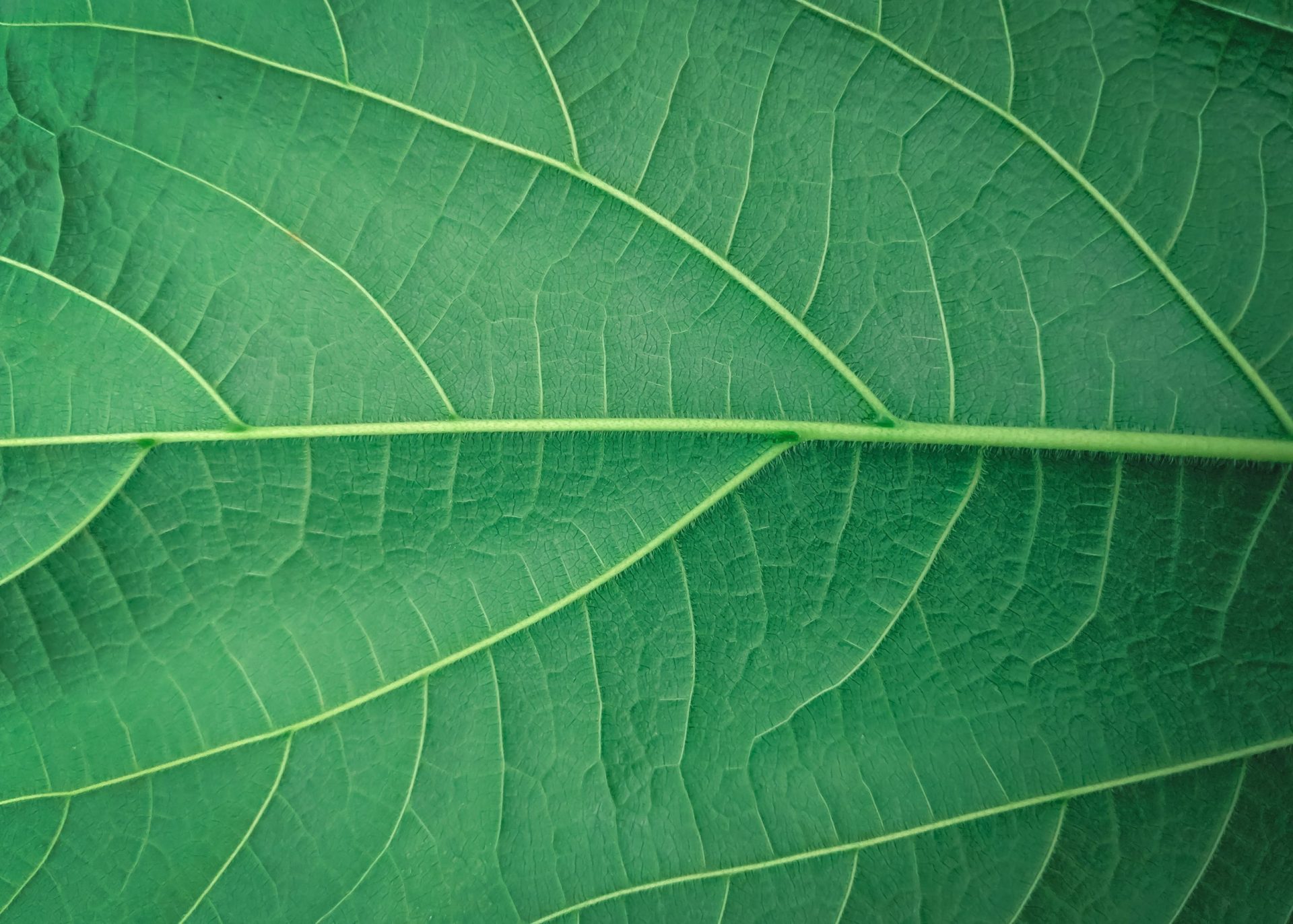 Synthèse de polyesters bio-sourcés et recyclables pour l'industrie de l ...